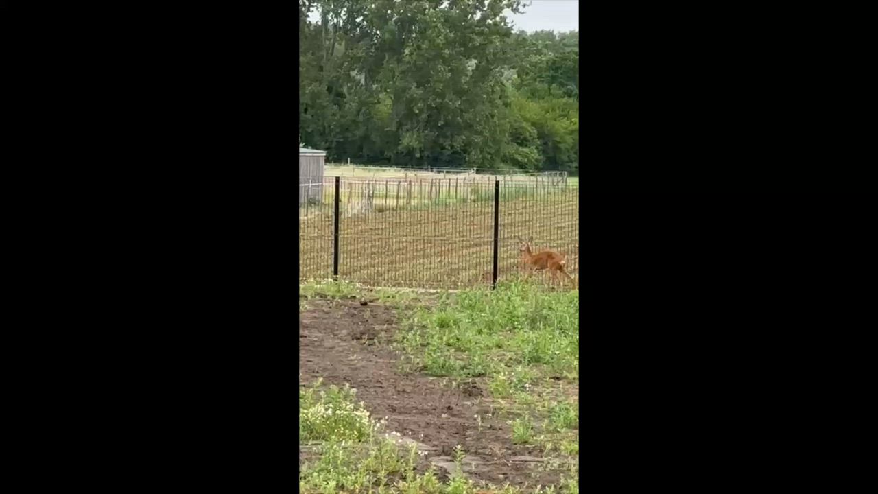 Tijdens een zwerfvuilactie werd een wild hert bevrijd.
